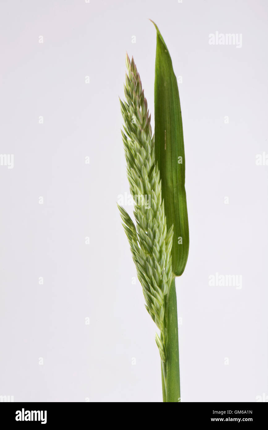 June grass hi-res stock photography and images - Alamy