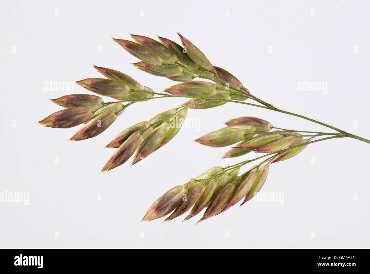Yorkshire fog, Holcus lanatus, florets on a grass spike , June Stock ...