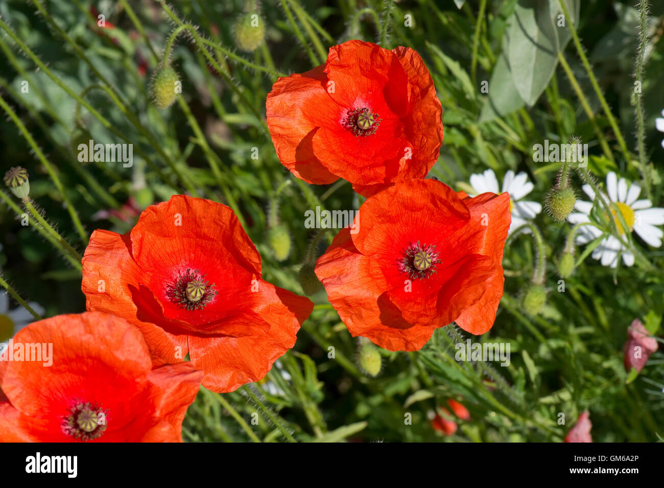 Corn Poppy