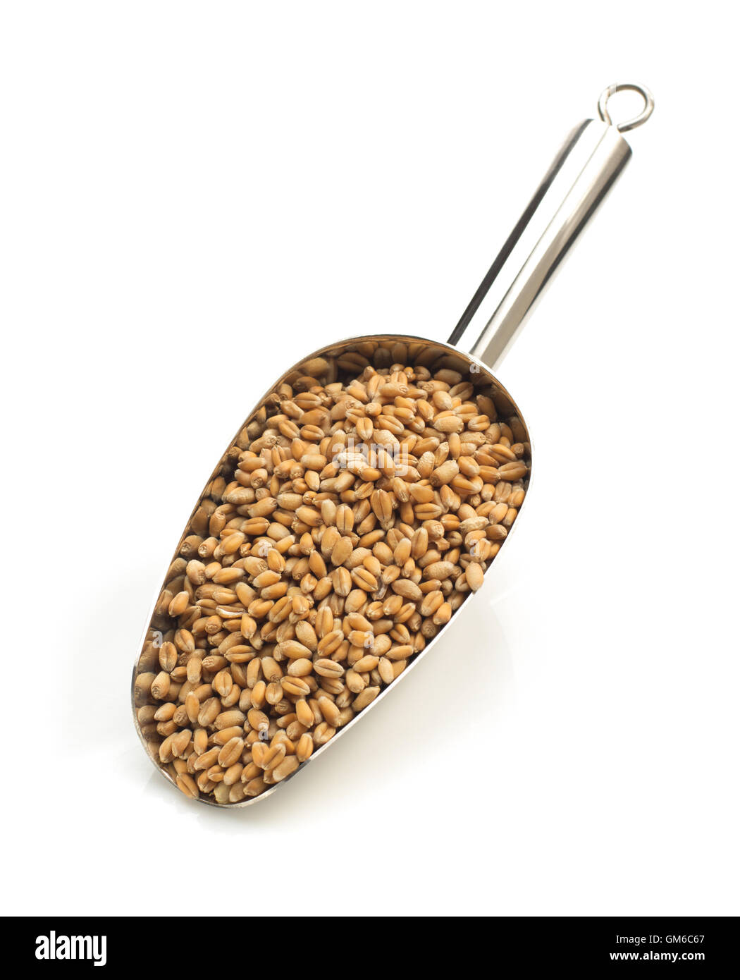 wheat grain in scoop isolated on white background Stock Photo - Alamy
