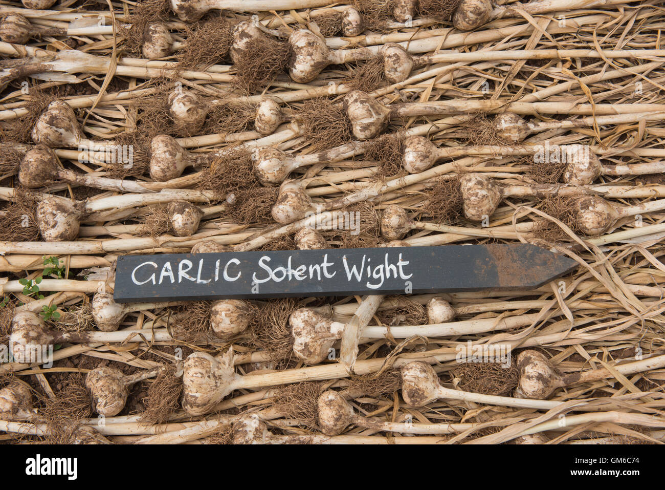 Original Isle of Wight Garlic 'Solent White' (Allium sativum) Drying in ...