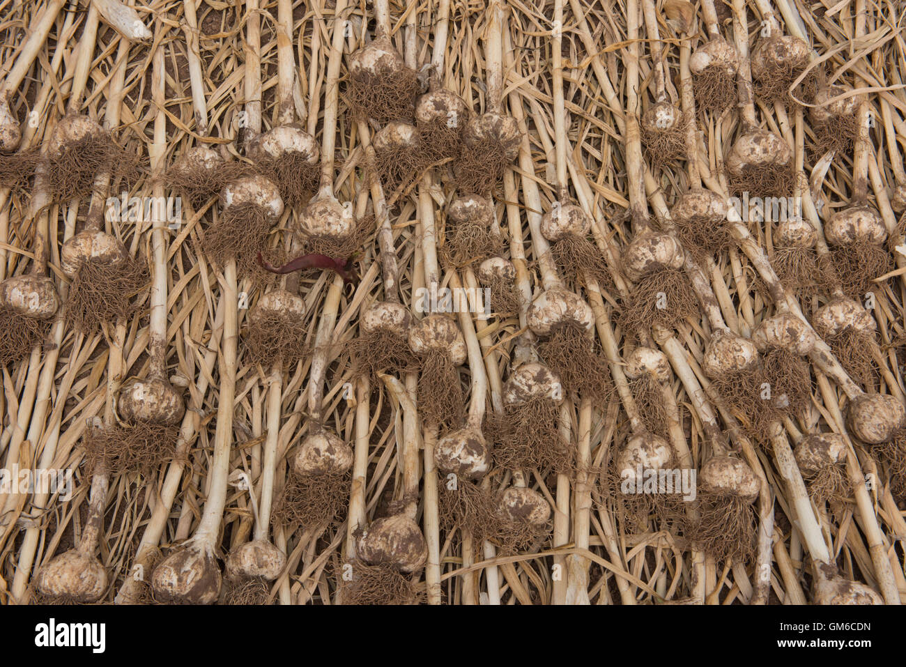 Original Isle of Wight Garlic 'Solent White' (Allium sativum) Drying in ...