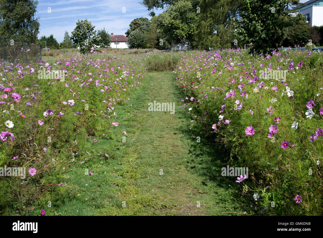 Mown grass path through colourful wildflower meadow planted on edge ...