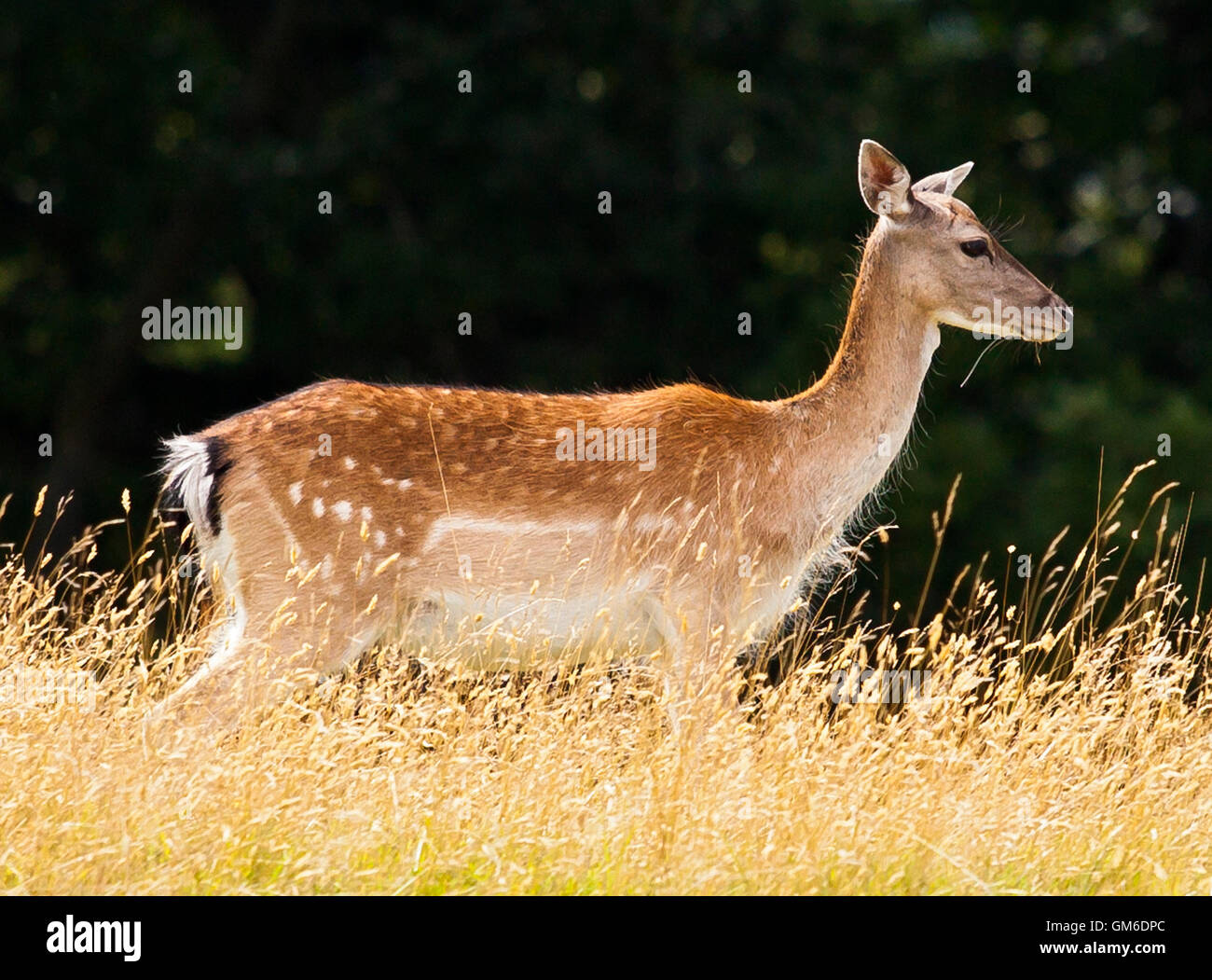Grassland Deer High Resolution Stock Photography and Images - Alamy