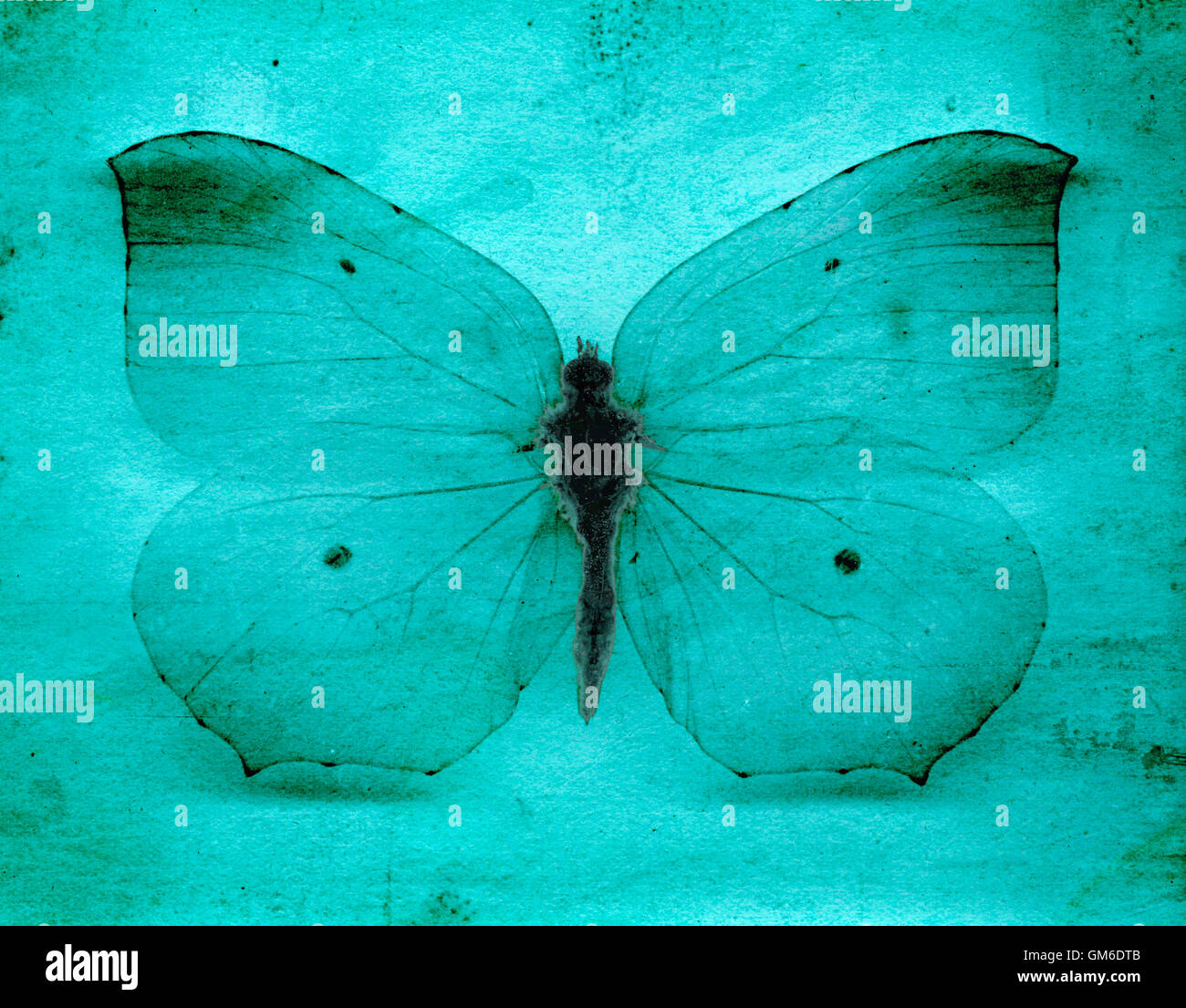 Light blue grunge butterfly background Stock Photo - Alamy