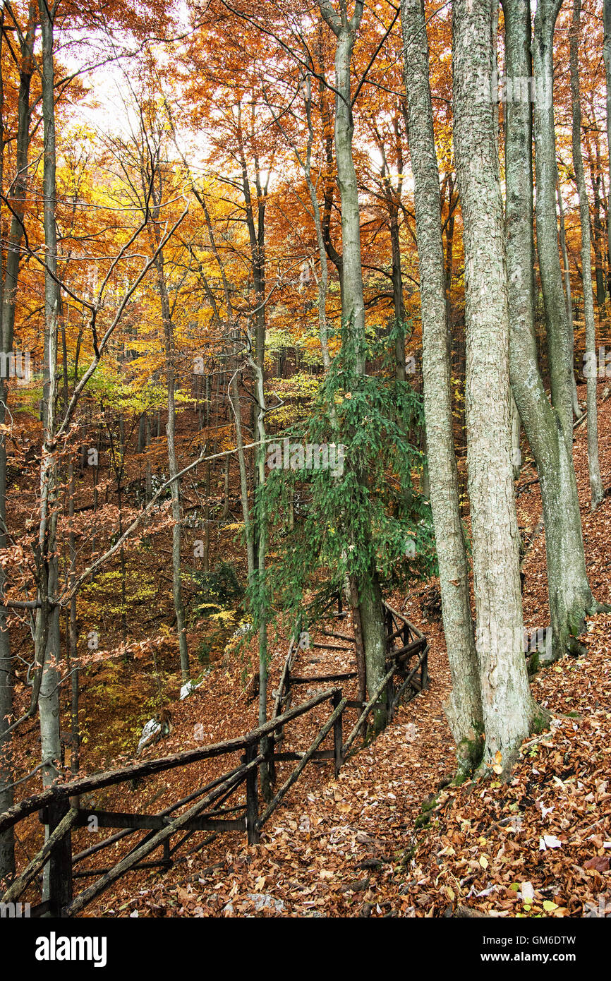 Hiking path with railing in the autumn deciduous forest. Seasonal ...