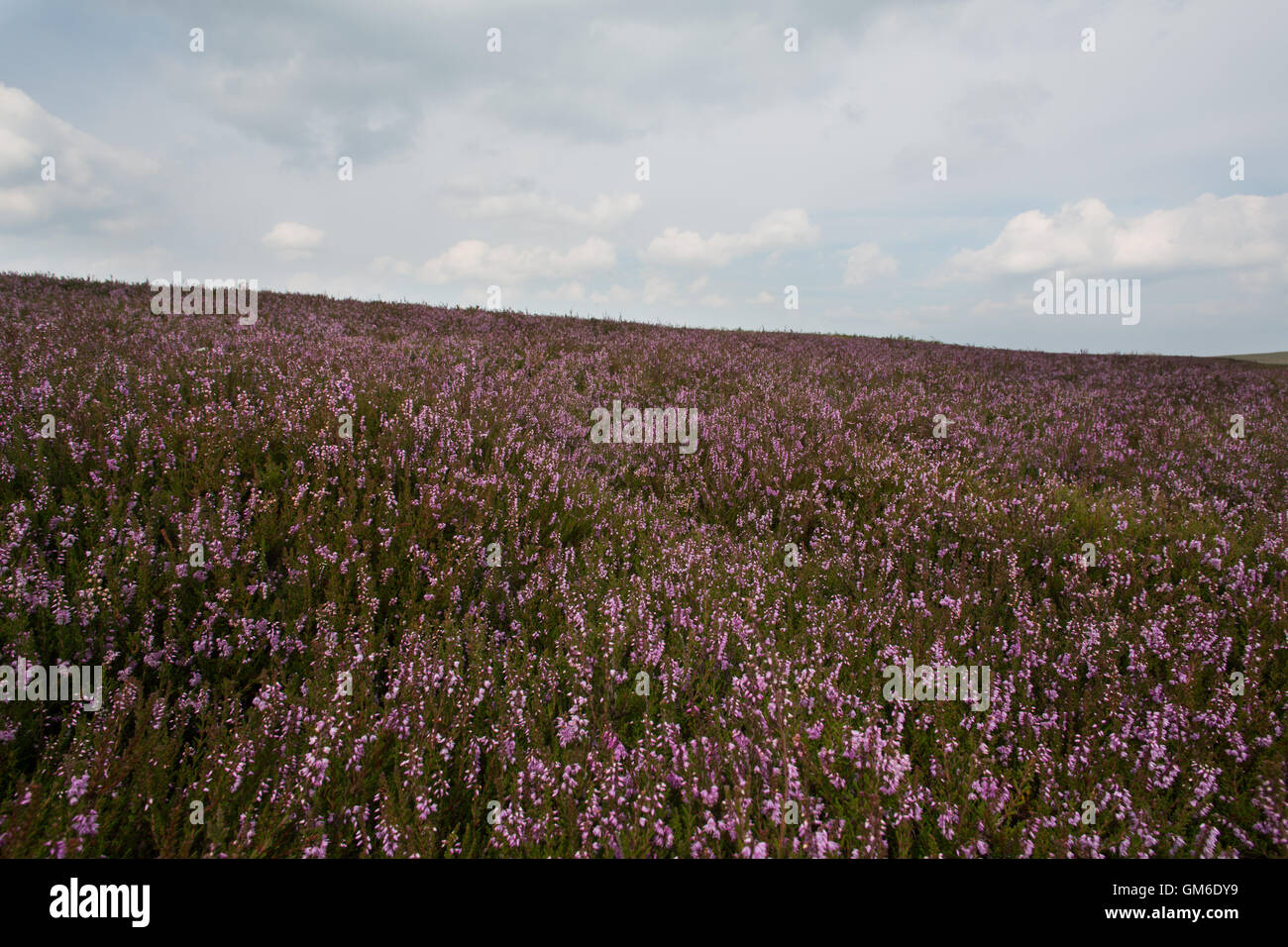 Bingley moor spring hi-res stock photography and images - Alamy