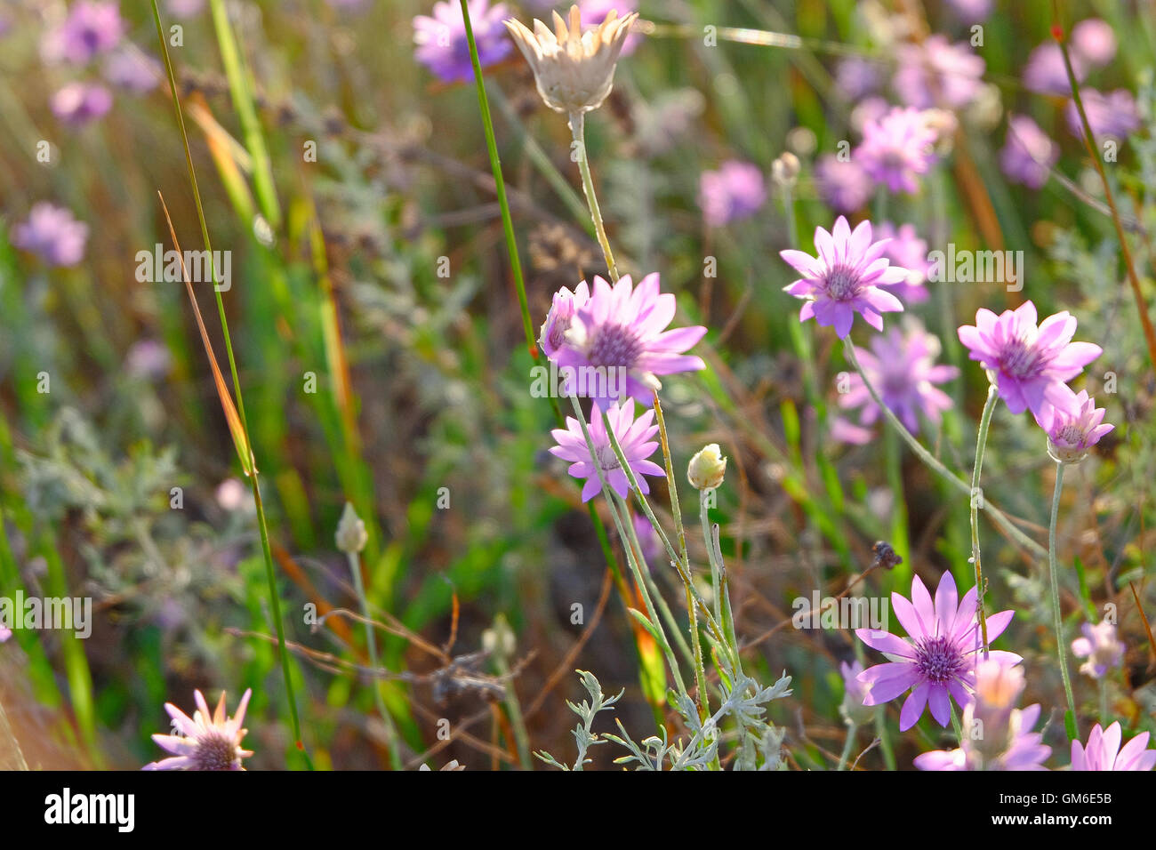 Wild flowers florets of violet color close-up. Steppe landscape Stock ...