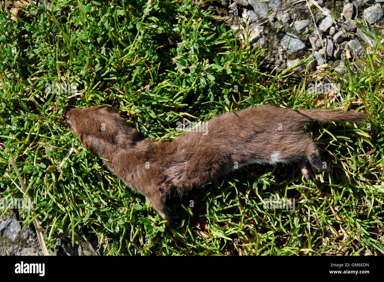 Short tail weasel hi-res stock photography and images - Alamy