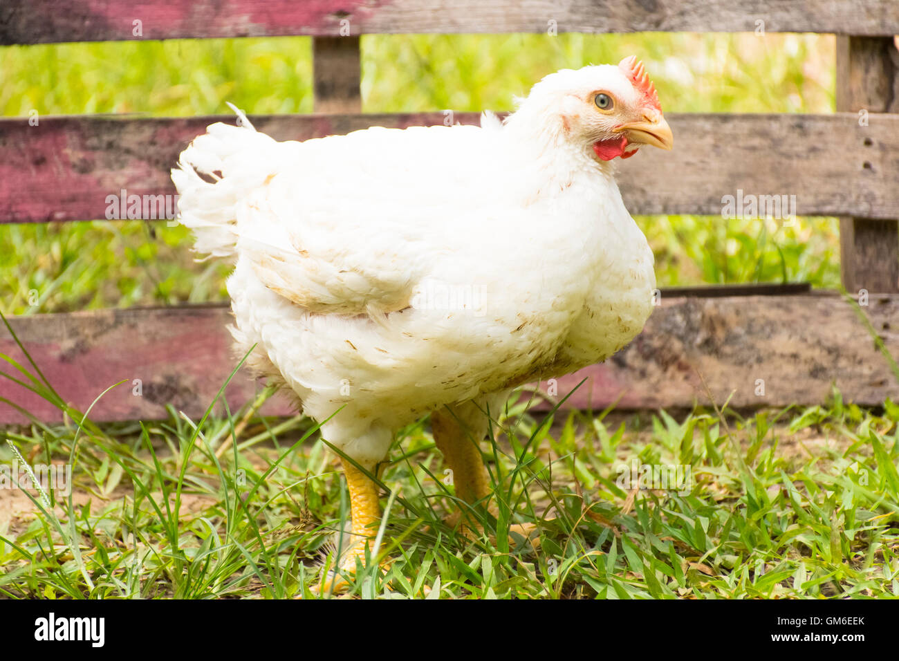 Chicken or broiler chicken in animal welfare farm Stock Photo - Alamy