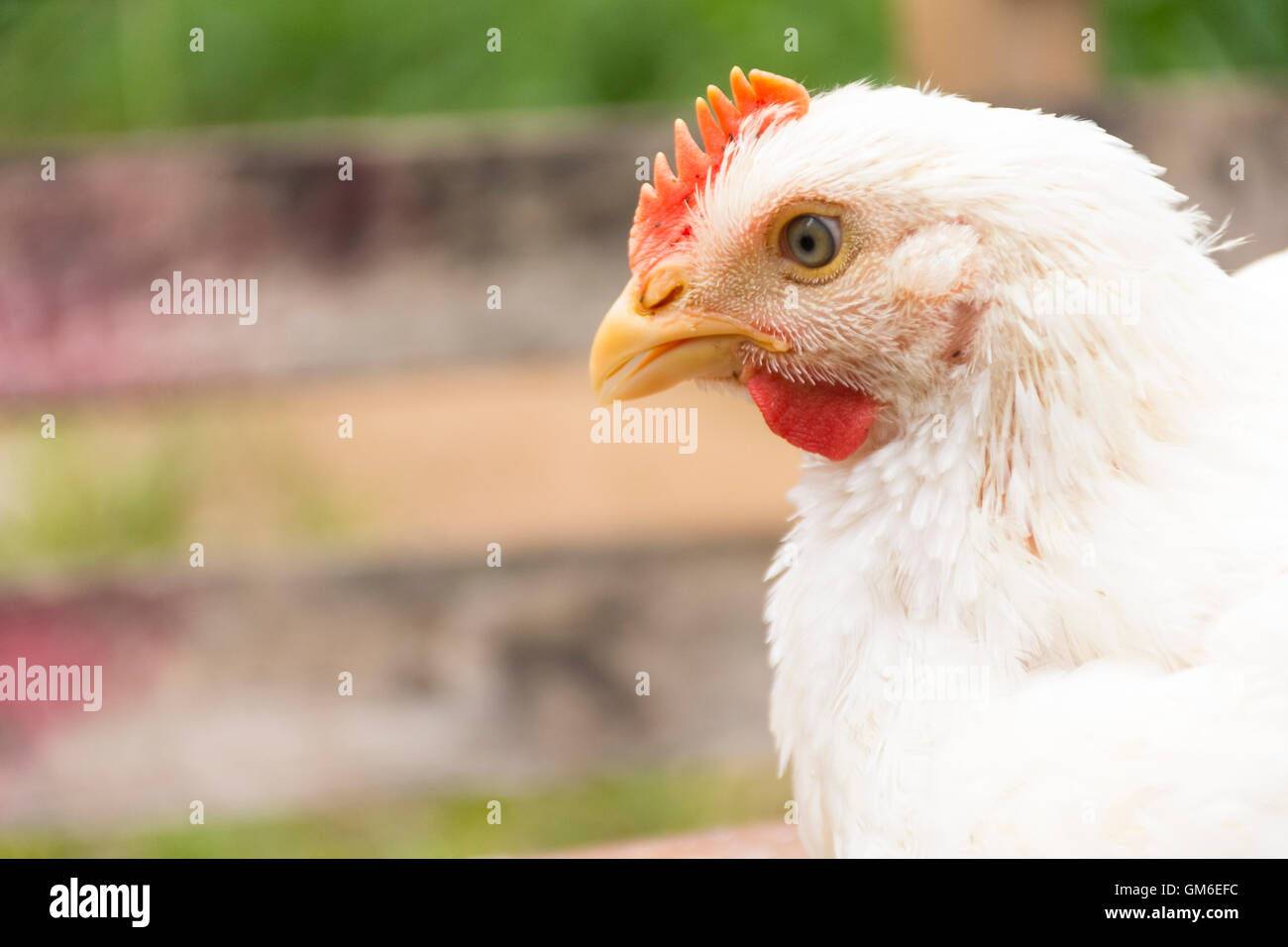 Chicken or Broiler chicken in animal welfare farm Stock Photo - Alamy