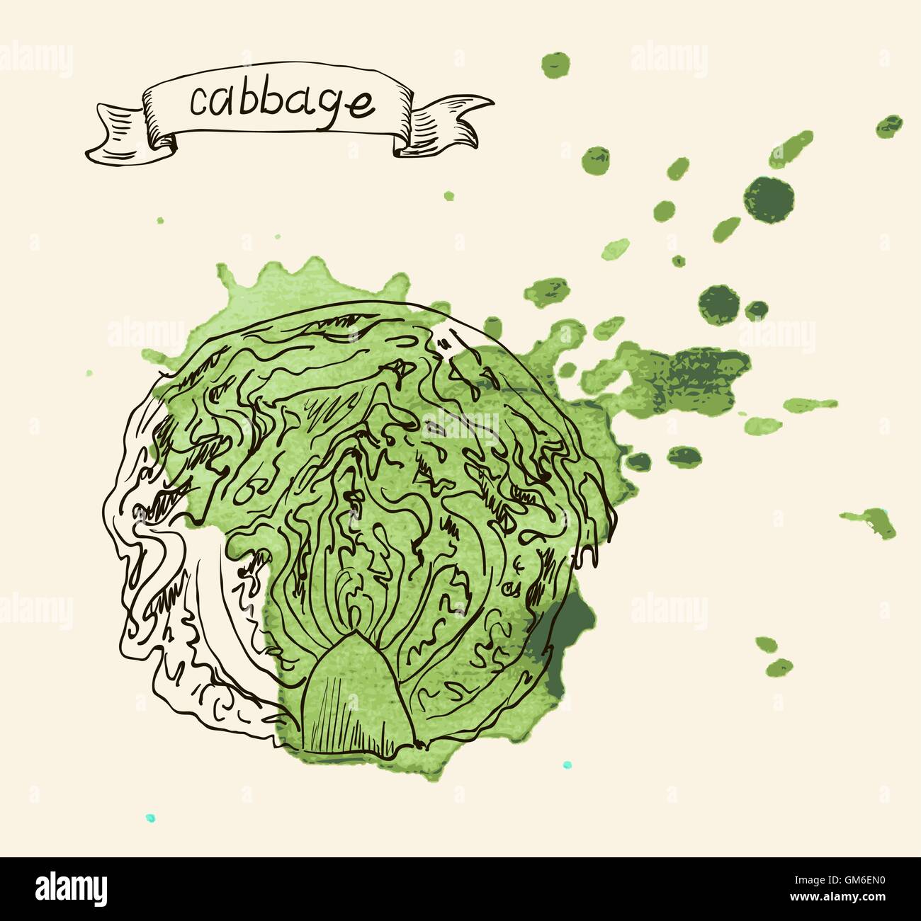 hand drawn vintage illustration of cabbage Stock Vector Image & Art - Alamy