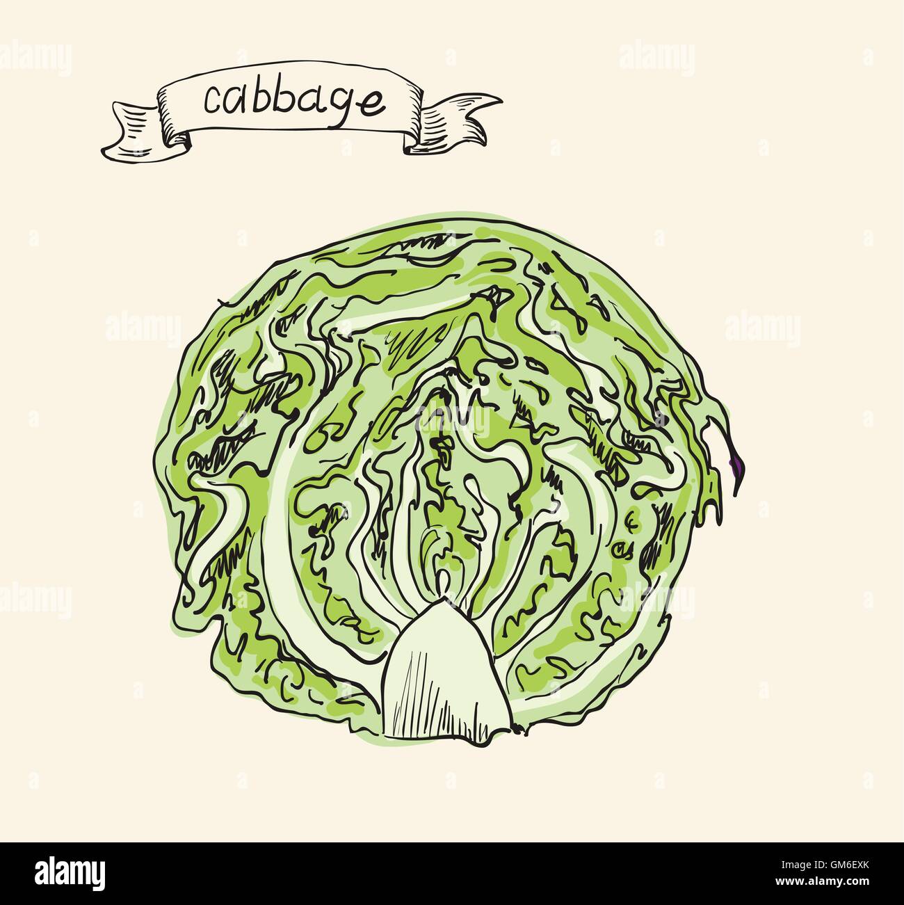 hand drawn vintage illustration of cabbage Stock Vector Image & Art - Alamy