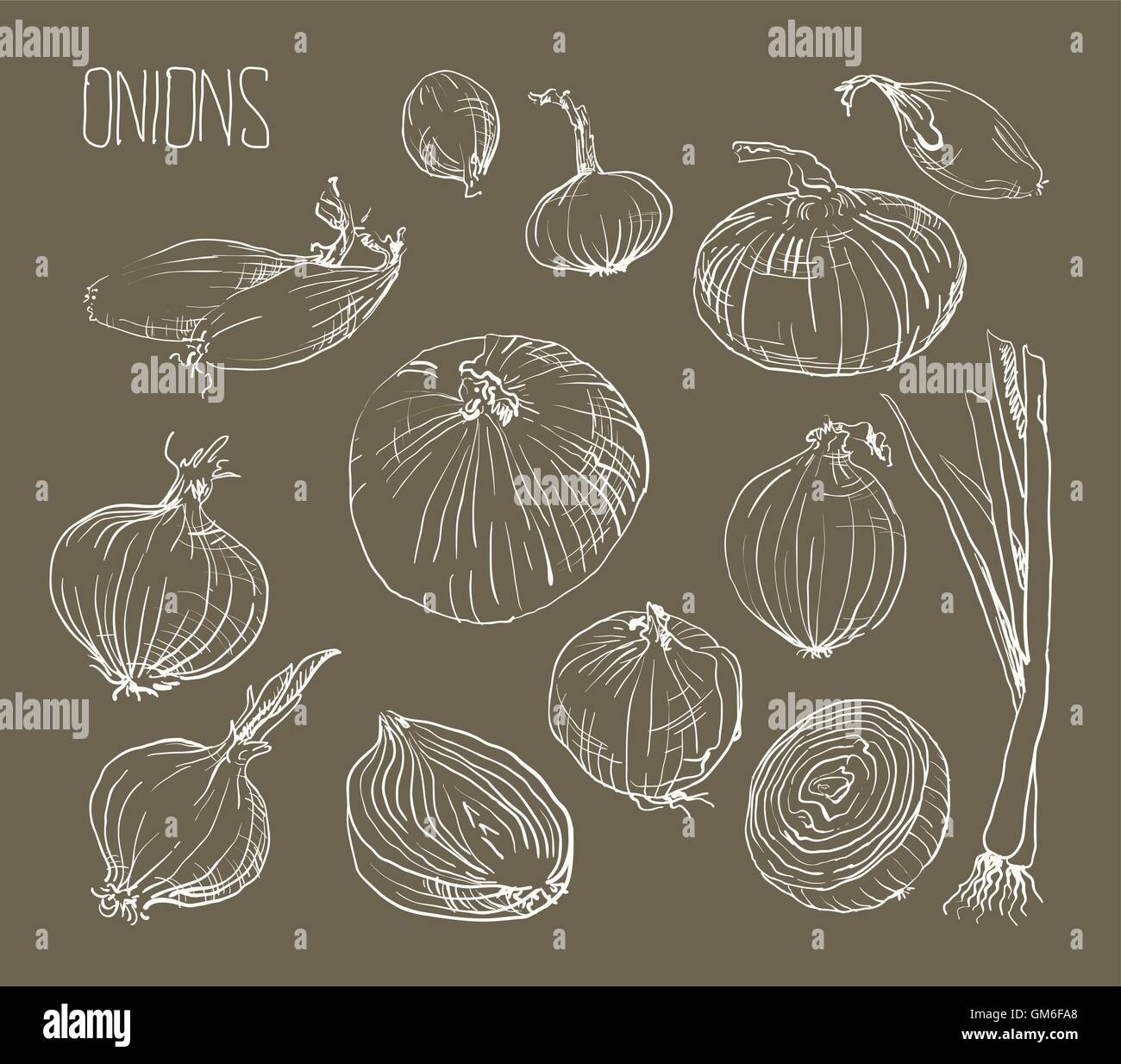 Onion set, vector illustration Stock Vector Image & Art - Alamy