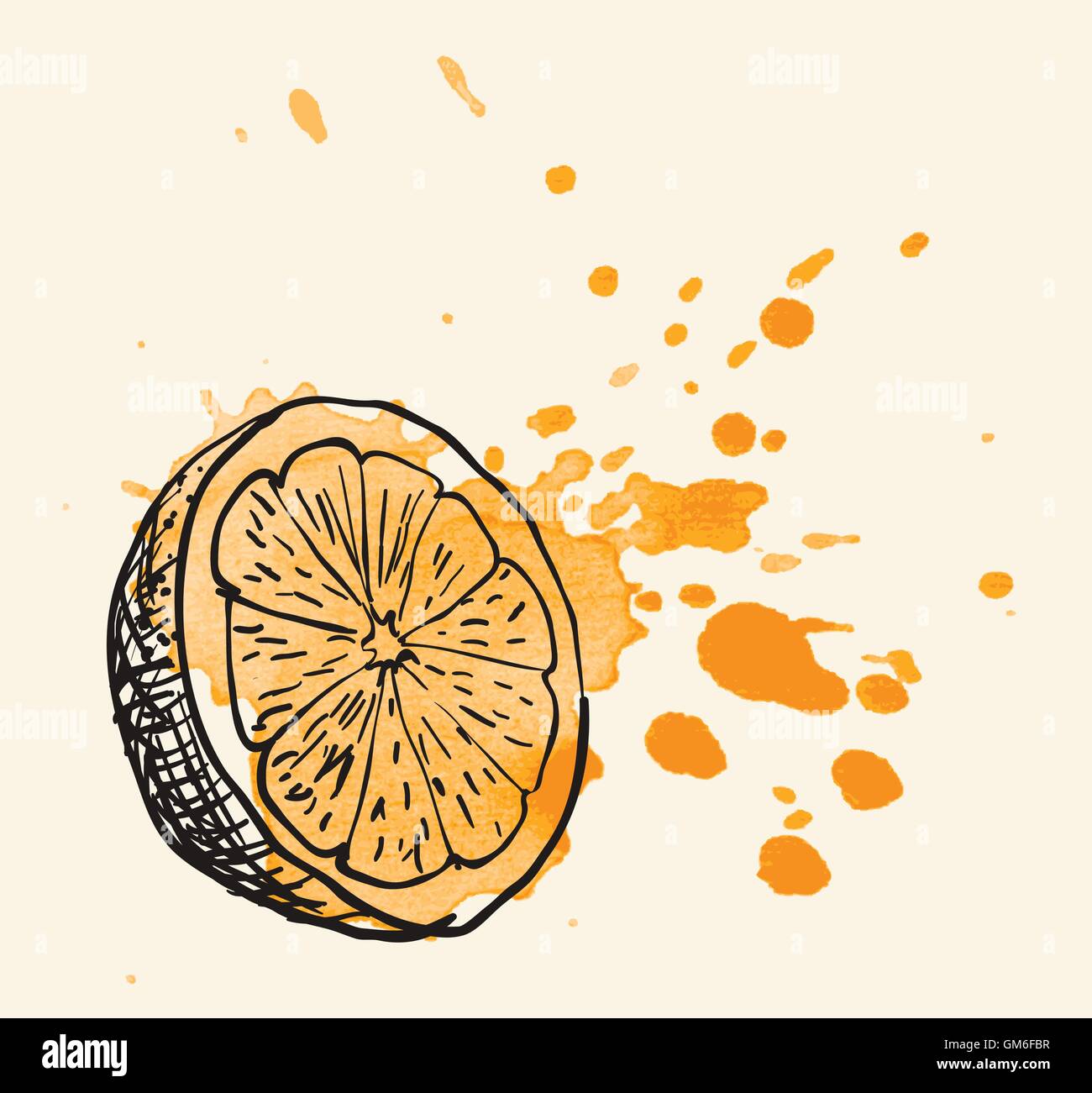 hand drawn vintage illustration of orange Stock Vector Image & Art - Alamy