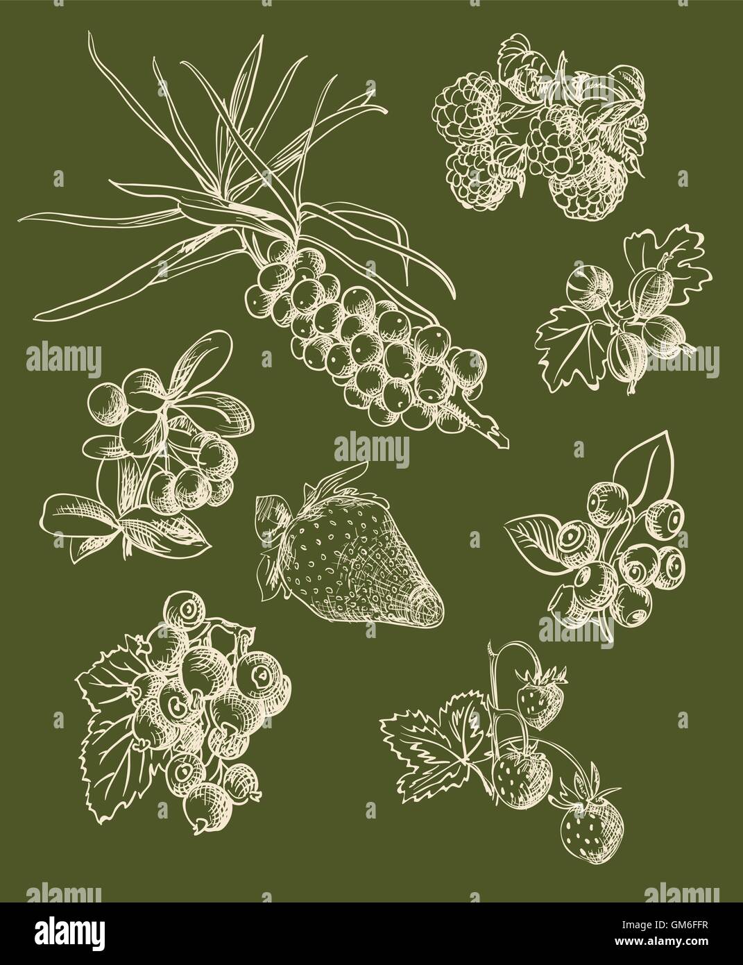 Culinary berries Stock Vector Images - Alamy