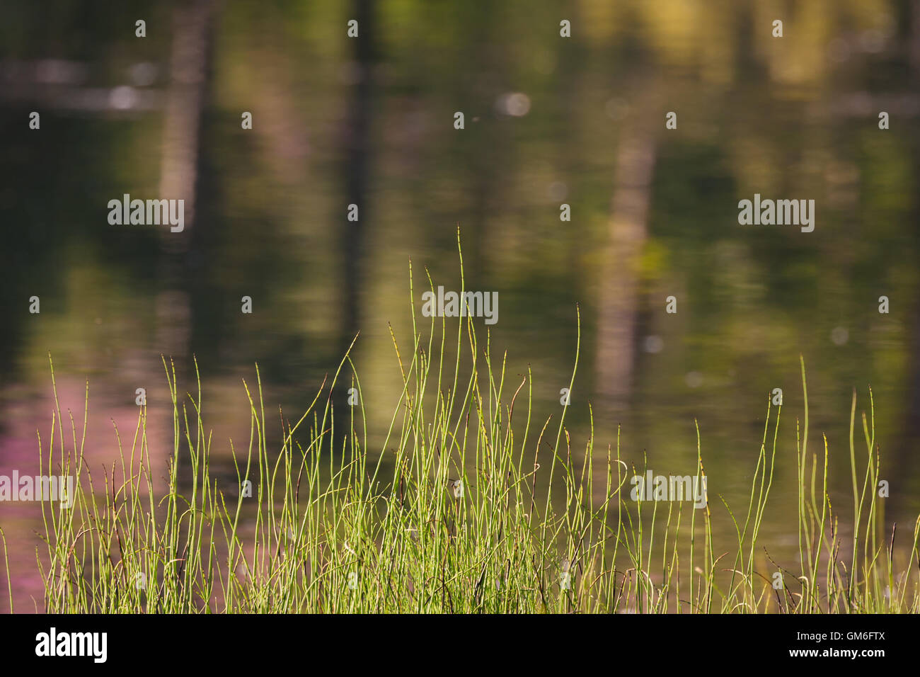 Tall Grass Pond High Resolution Stock Photography and Images - Alamy
