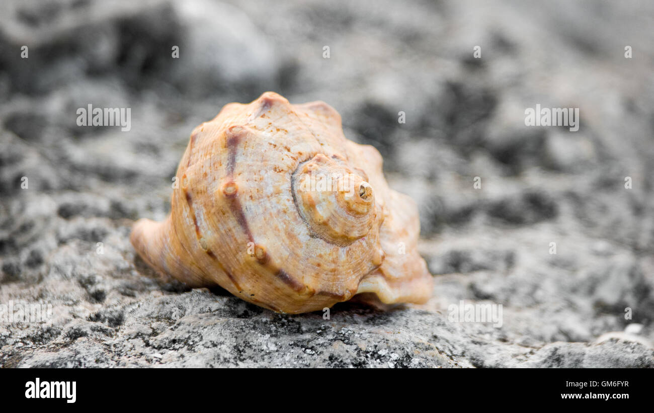 Close-up of sea shell on the rock Stock Photo - Alamy
