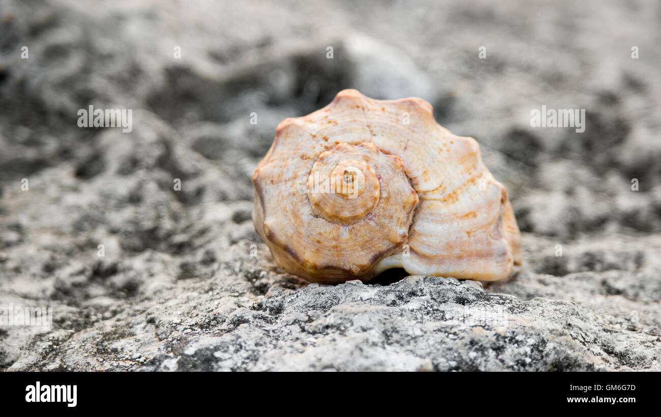 Front view of spiral seashell on rock Stock Photo - Alamy