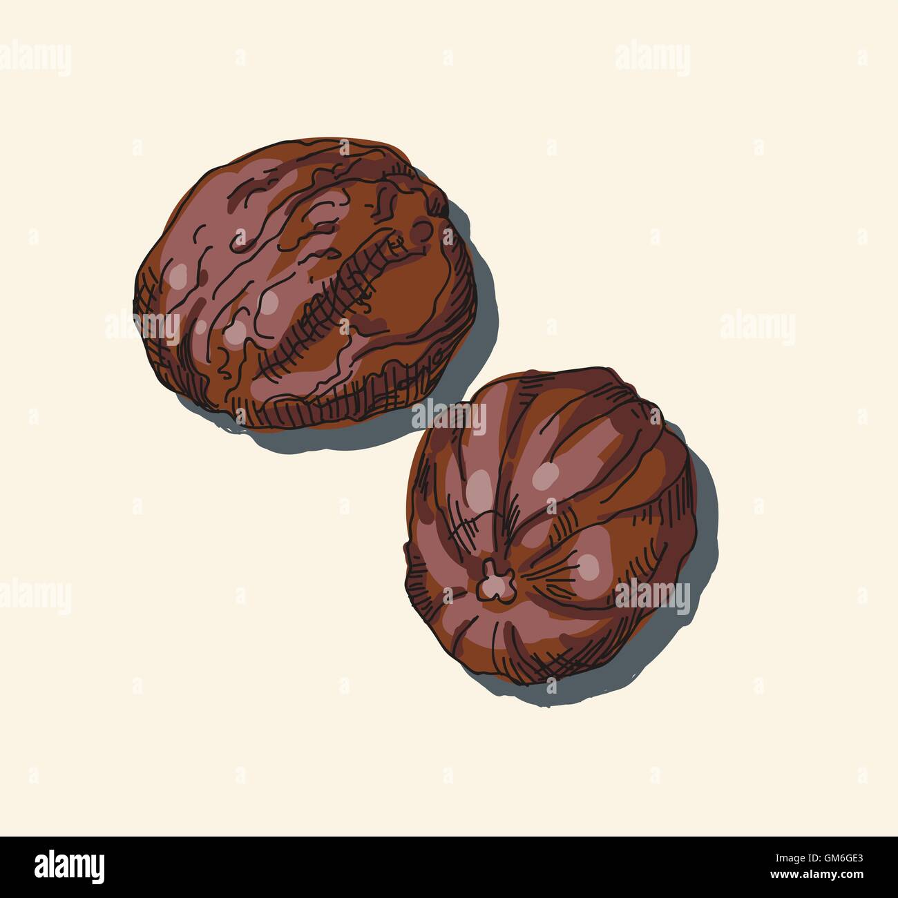 Nutmeg fruit Stock Vector Images - Alamy