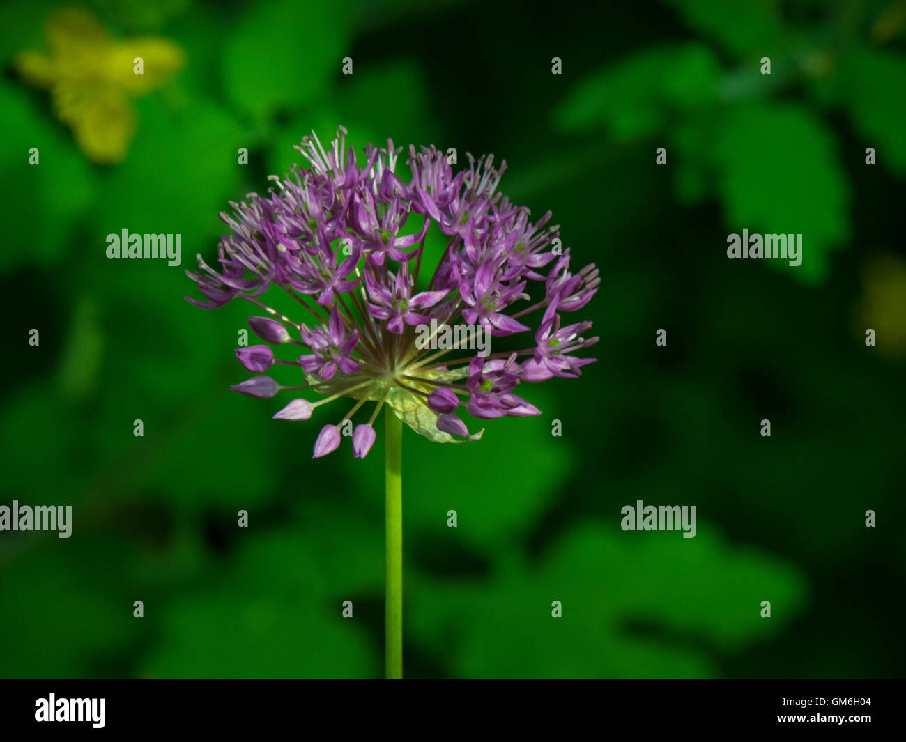 Alium in bloom Stock Photo - Alamy