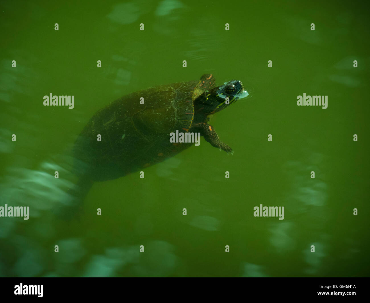 Turtle's head coming out of water Stock Photo - Alamy