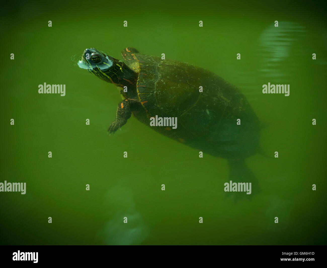 Turtle's head coming out of water Stock Photo - Alamy
