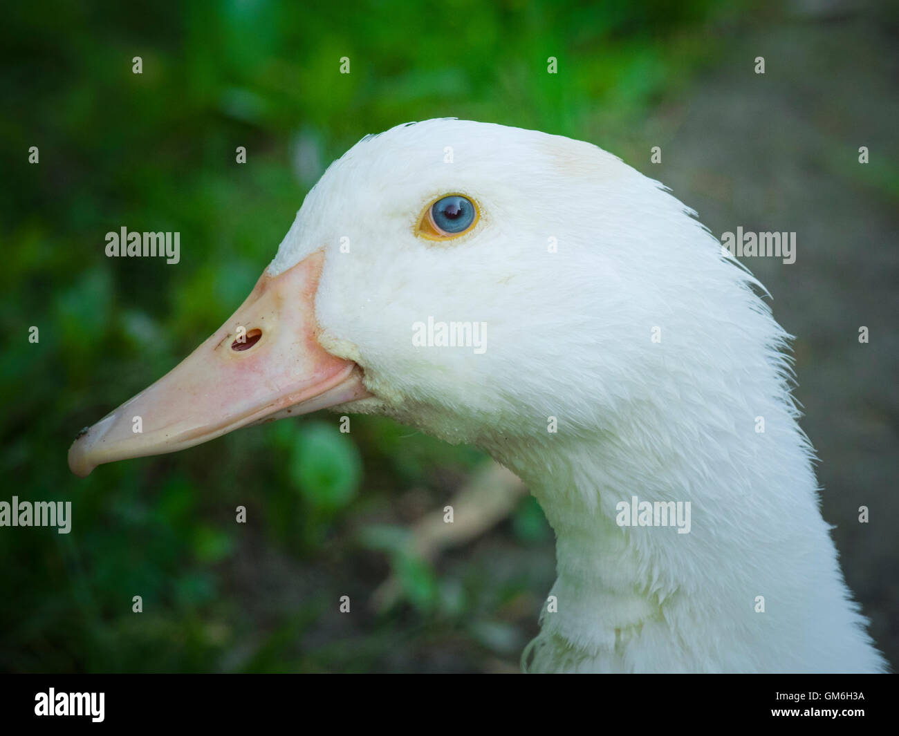 White duck portrait Stock Photo - Alamy