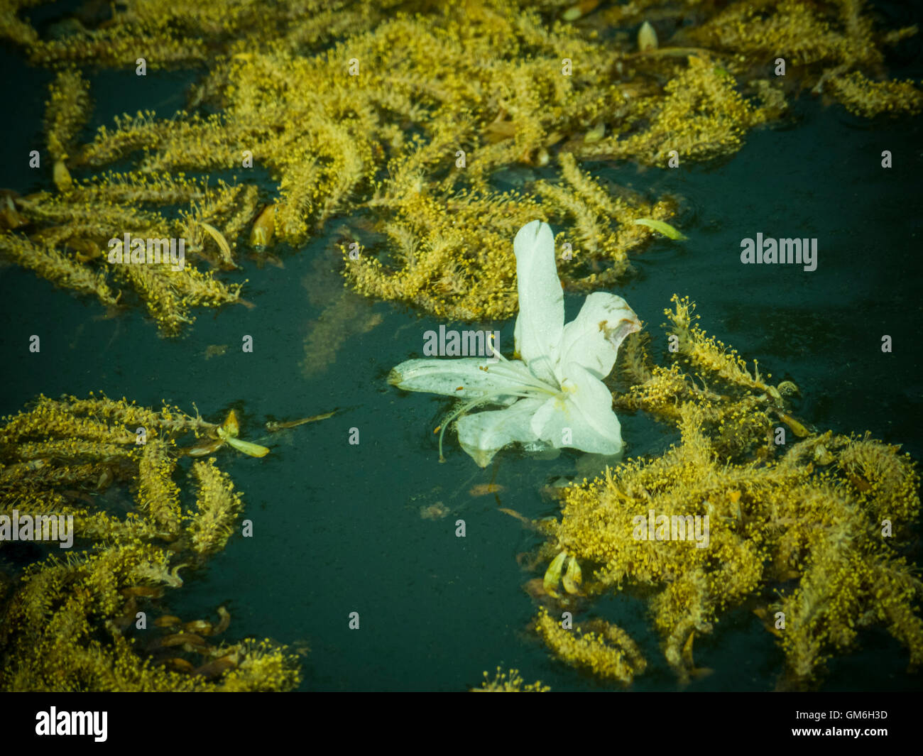 Alium in bloom Stock Photo - Alamy