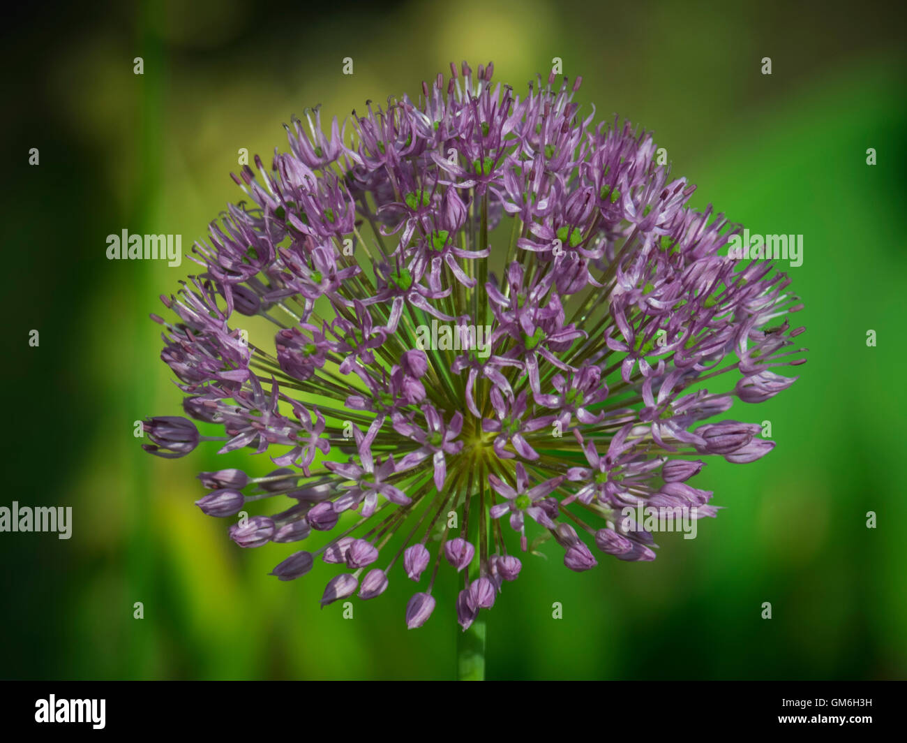 Alium in bloom Stock Photo - Alamy