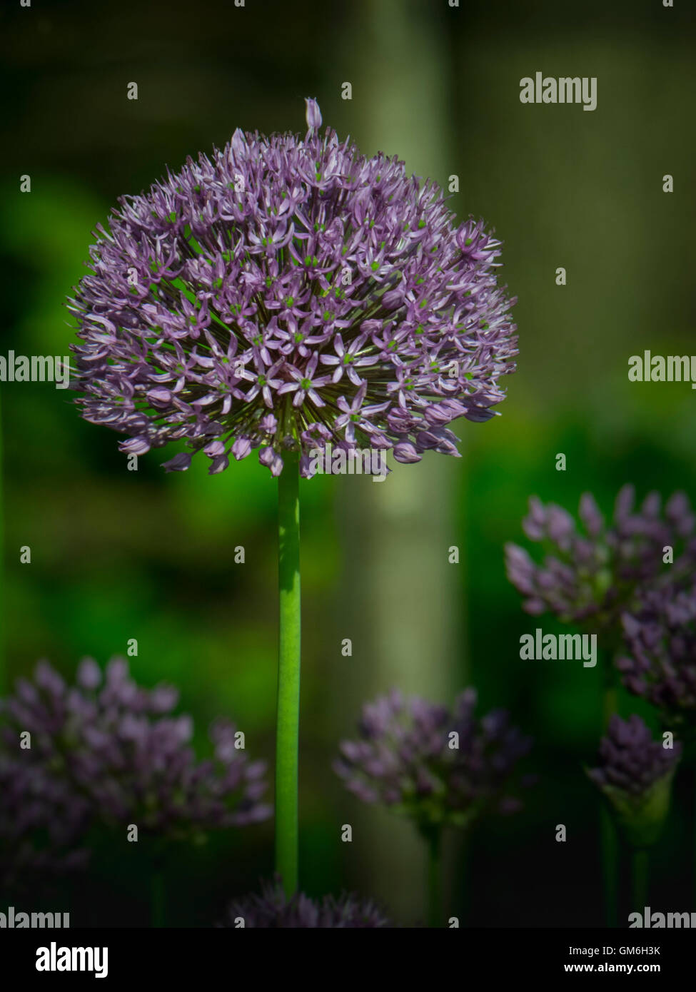 Alium in bloom Stock Photo - Alamy