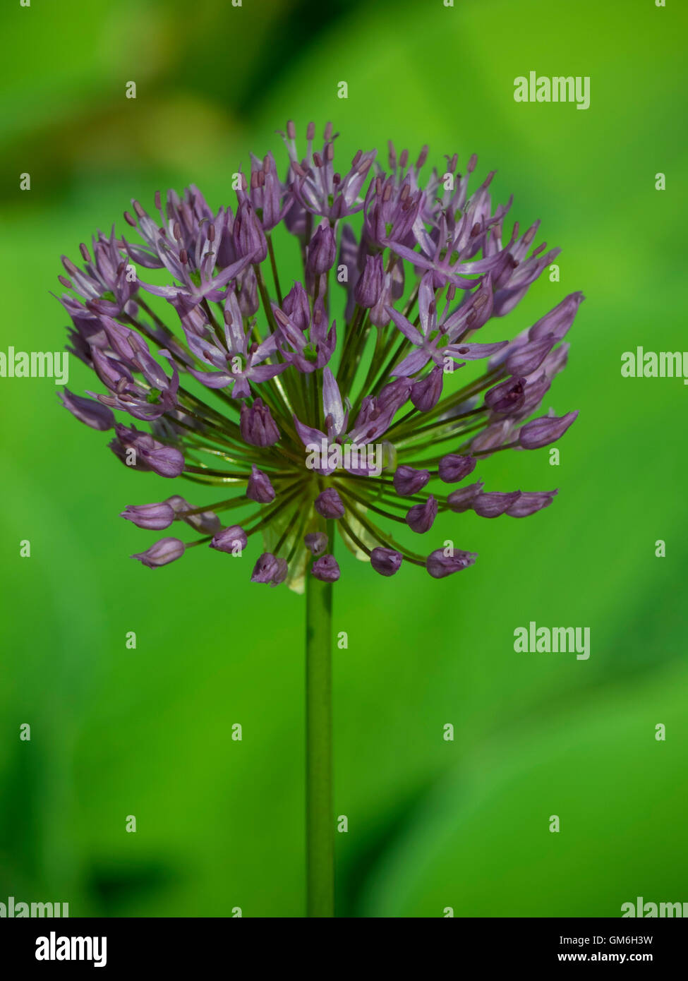 Alium in bloom Stock Photo - Alamy