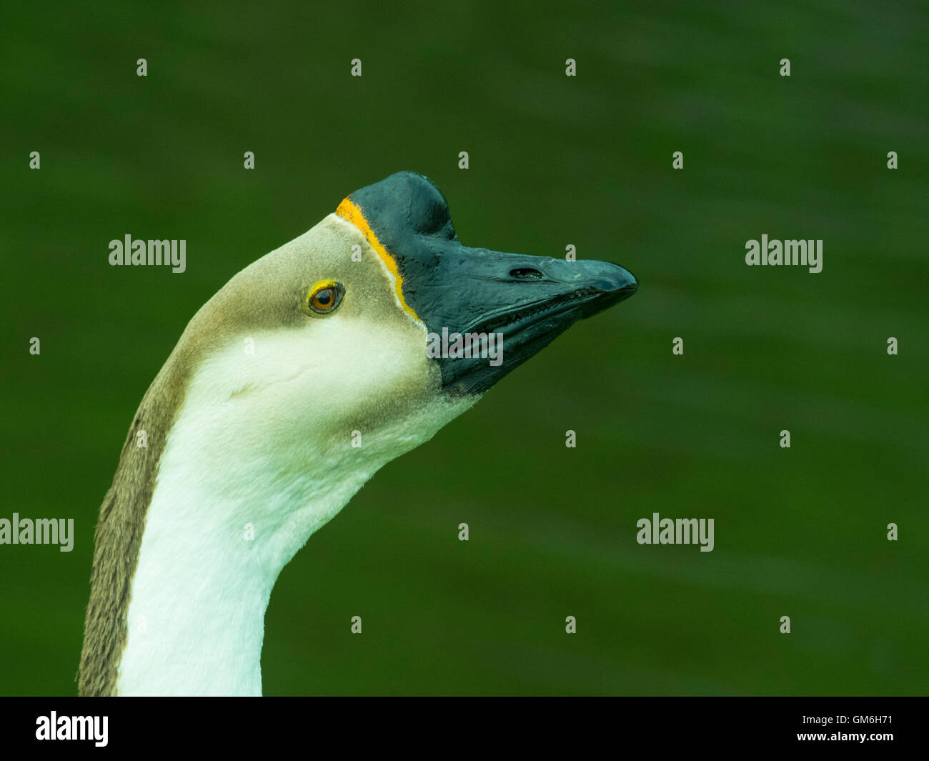 Chinese birding hi-res stock photography and images - Alamy