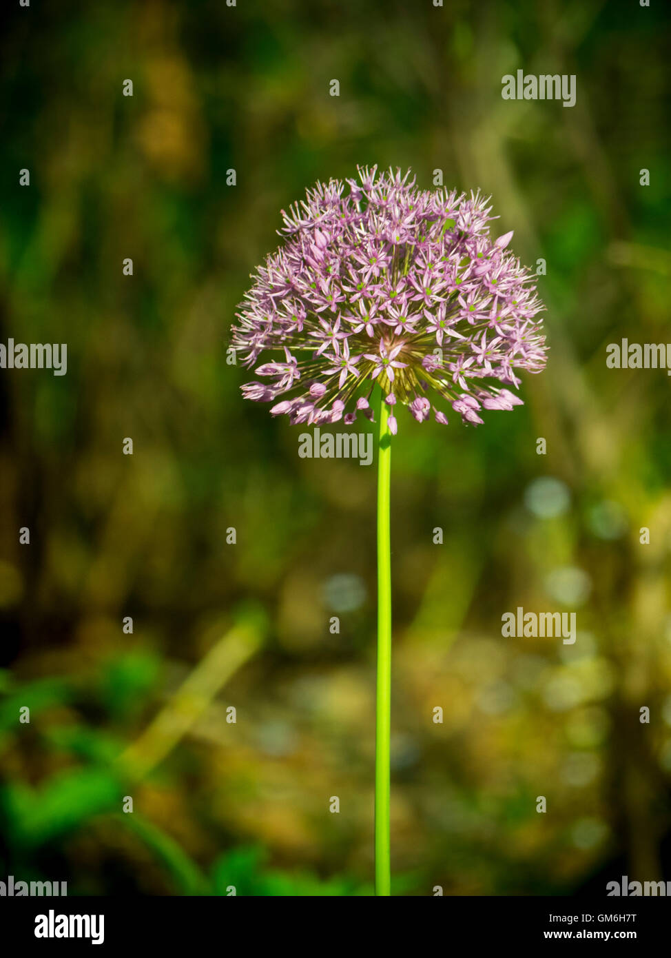 Alium in bloom Stock Photo - Alamy
