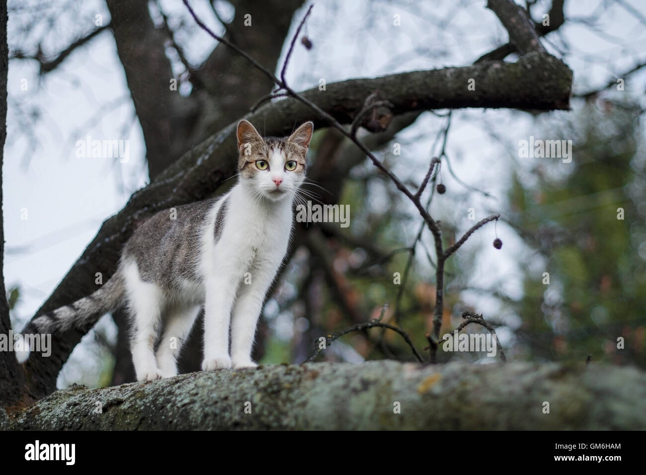Cat walking and hunting on tree Stock Photo - Alamy