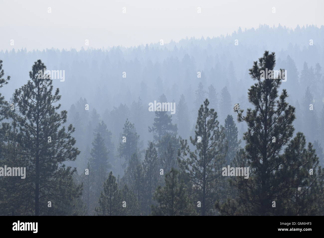 Smoke creating subtle shade of tree color Stock Photo - Alamy