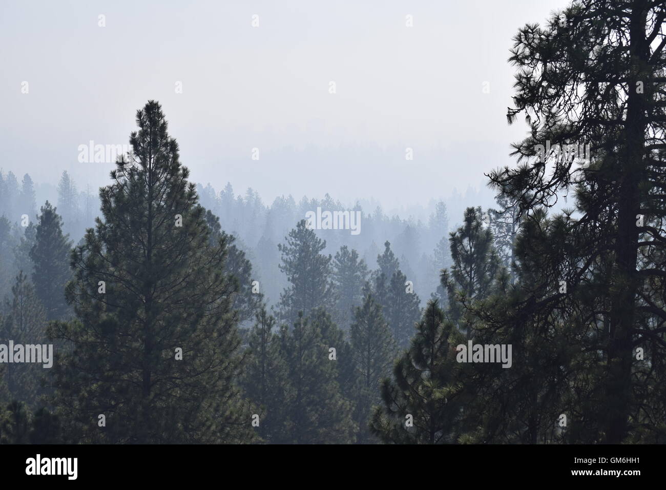 Trees in smoke Stock Photo - Alamy