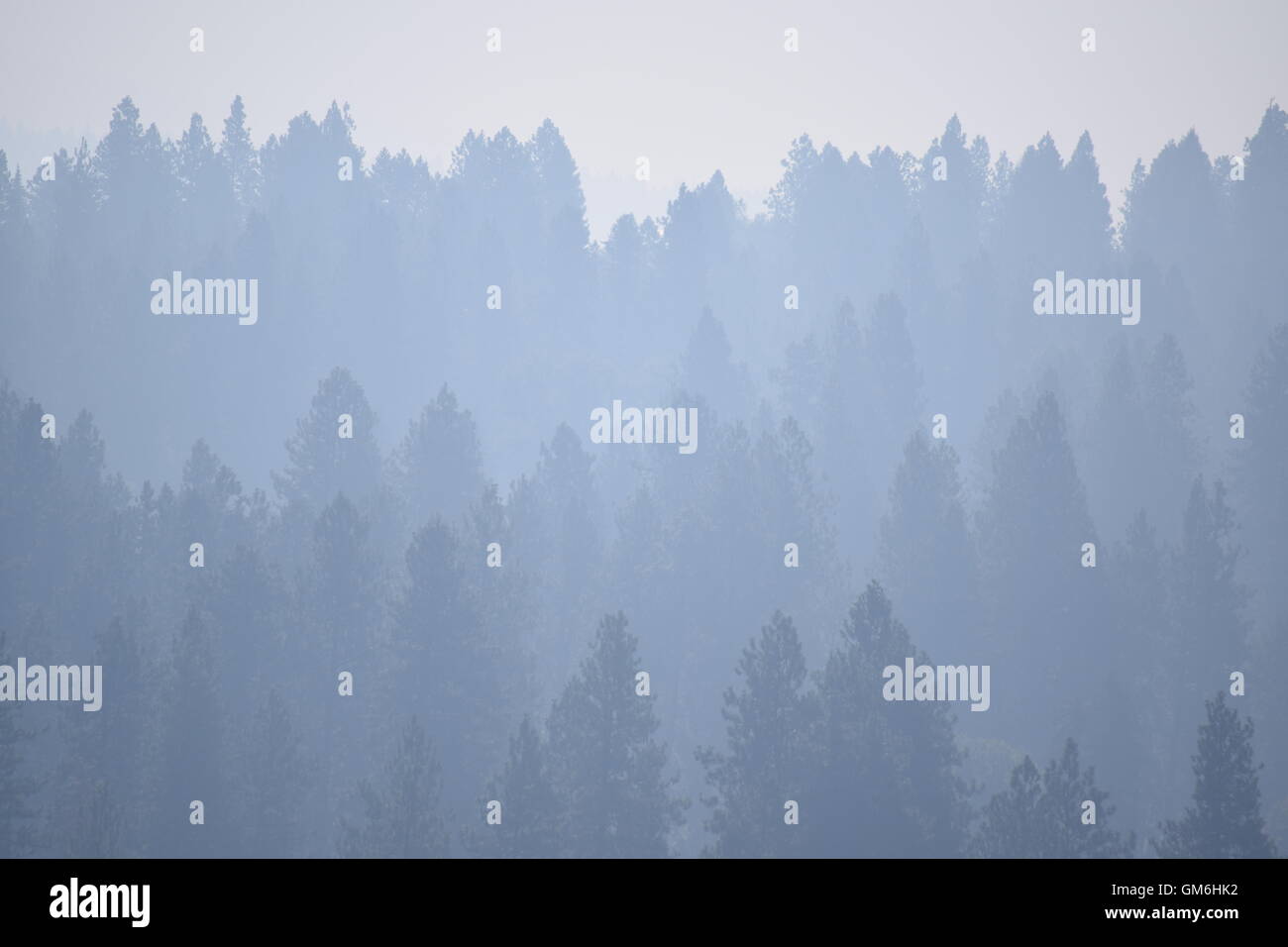 Smoke trees hi-res stock photography and images - Alamy