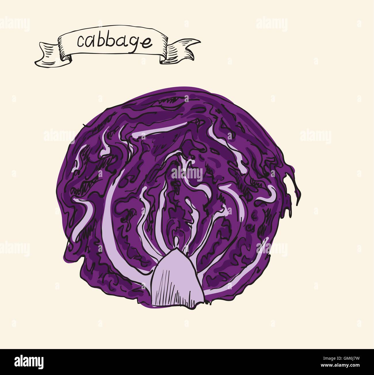 hand drawn vintage illustration of cabbage Stock Vector Image & Art - Alamy