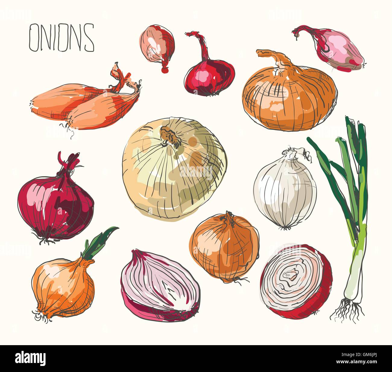 Onion set, vector illustration Stock Vector Image & Art - Alamy