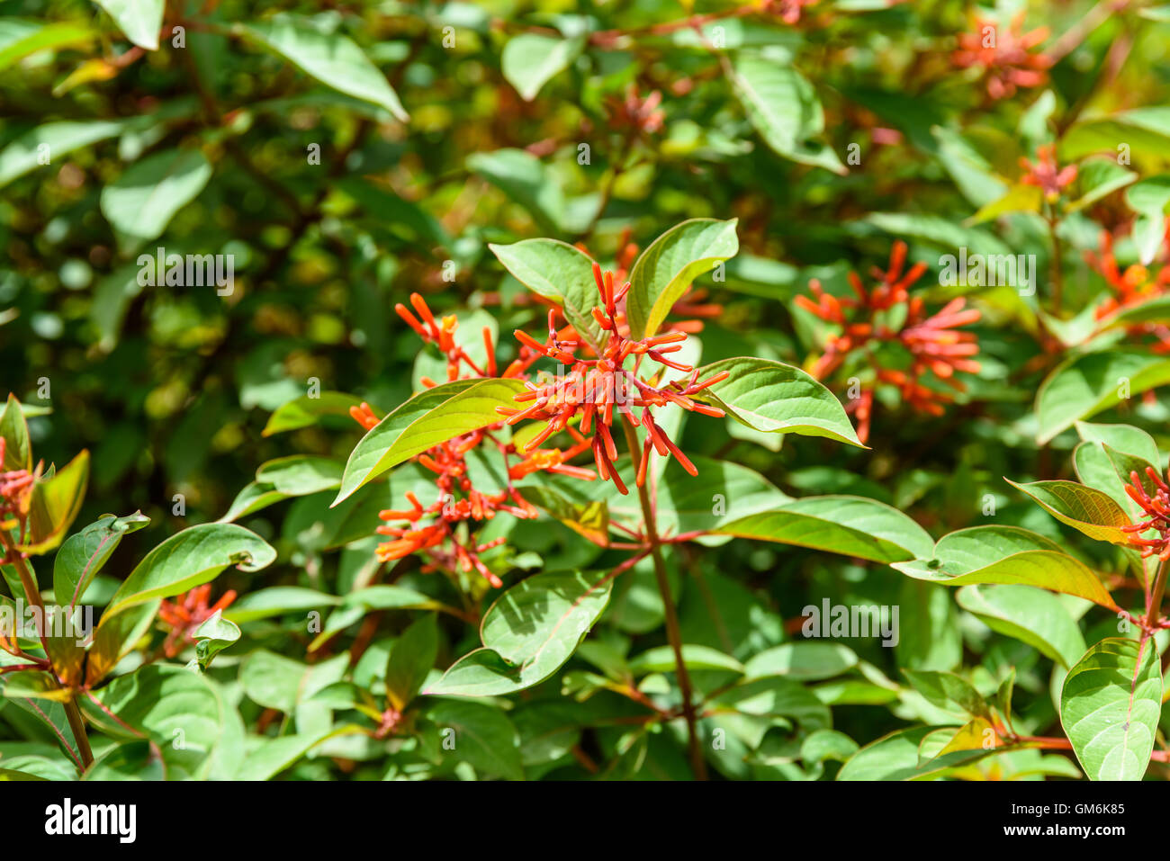 Firebush Or Hummingbird Bush (Hamelia Patens) Flower Stock Photo - Alamy