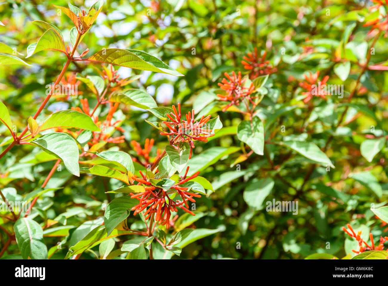 Firebush Or Hummingbird Bush (Hamelia Patens) Flower Stock Photo - Alamy