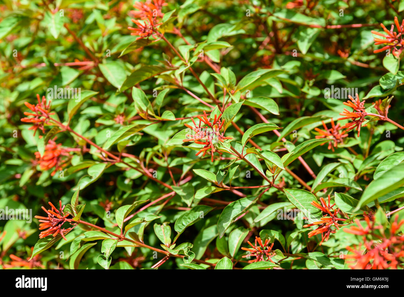 Firebush Or Hummingbird Bush (Hamelia Patens) Flower Stock Photo - Alamy