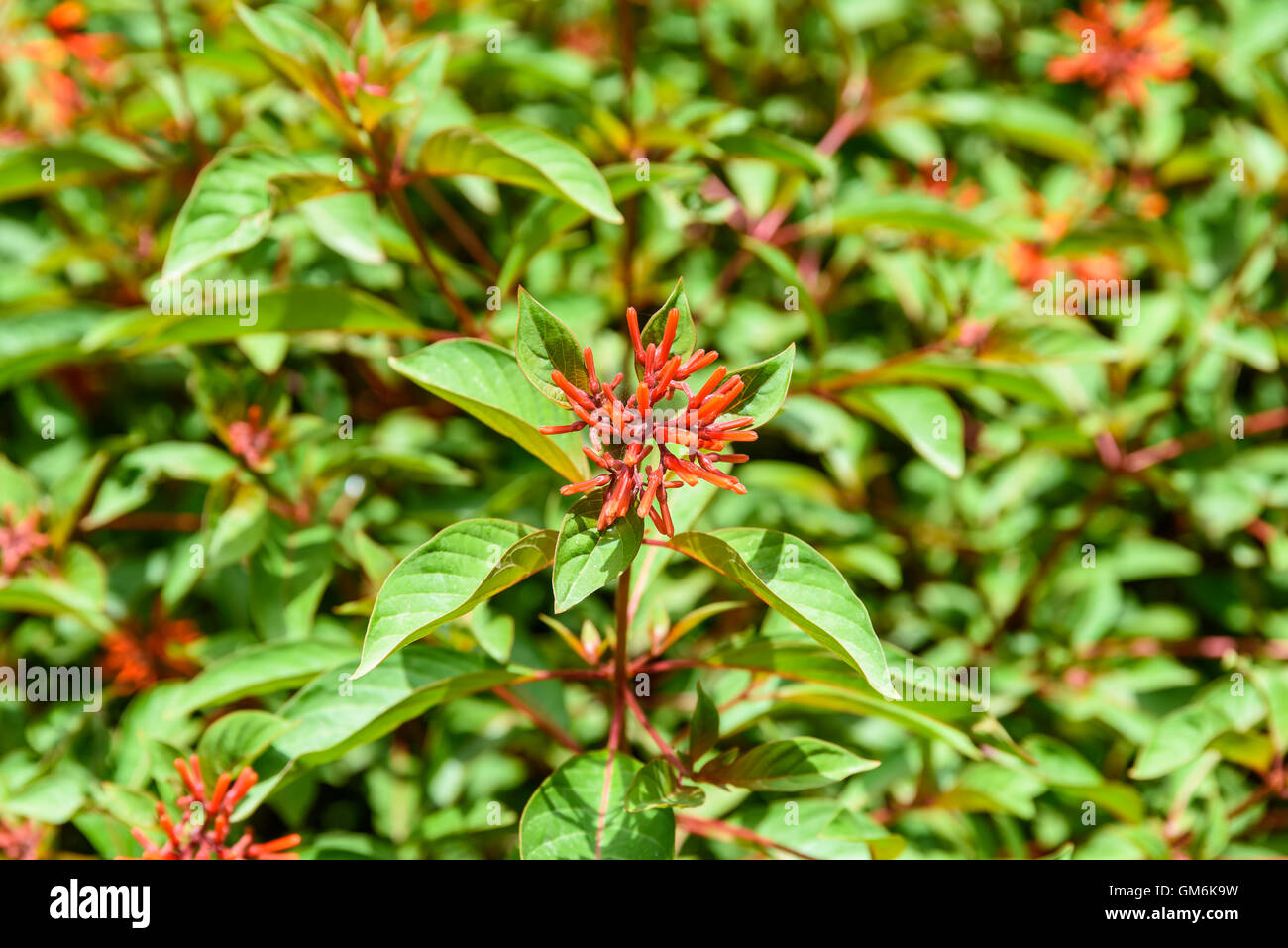 Firebush Or Hummingbird Bush (Hamelia Patens) Flower Stock Photo - Alamy