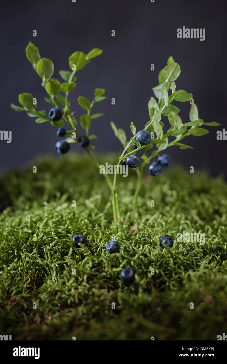 Moss berry hi-res stock photography and images - Alamy