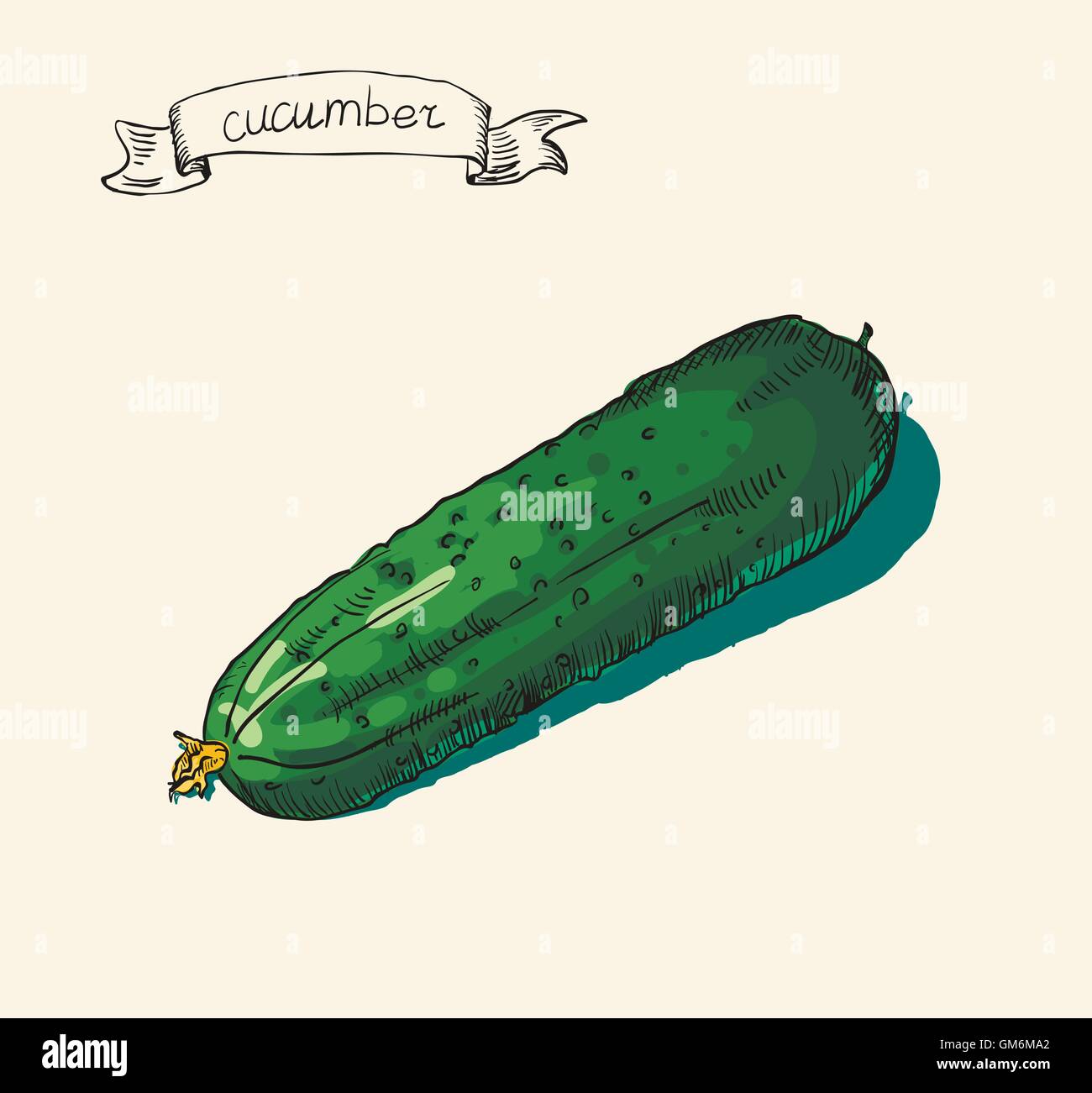 hand drawn vintage illustration of cucumber Stock Vector Image & Art ...