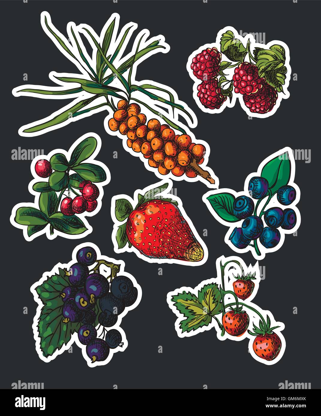 Illustration set of berries Stock Vector Image & Art - Alamy