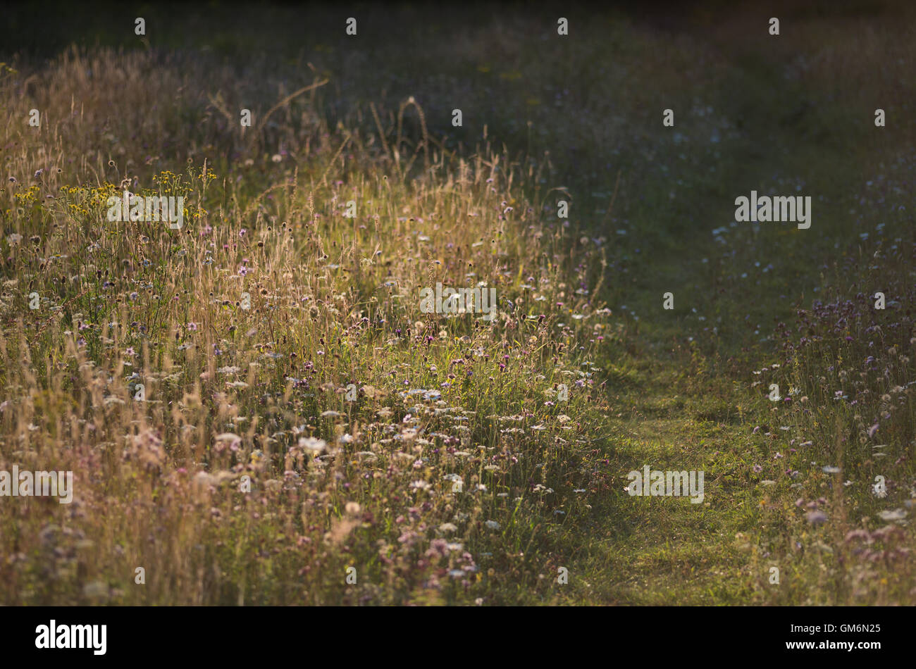 A path through a Summer meadow of native British wild flowers and ...
