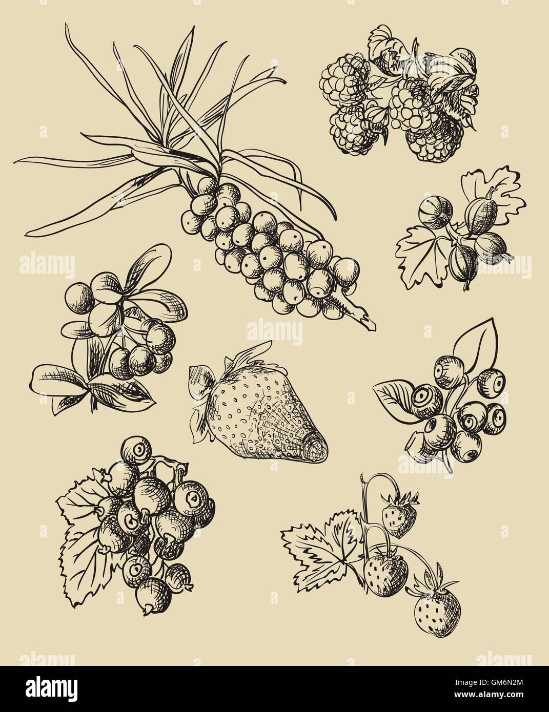 Illustration set of berries Stock Vector Image & Art - Alamy