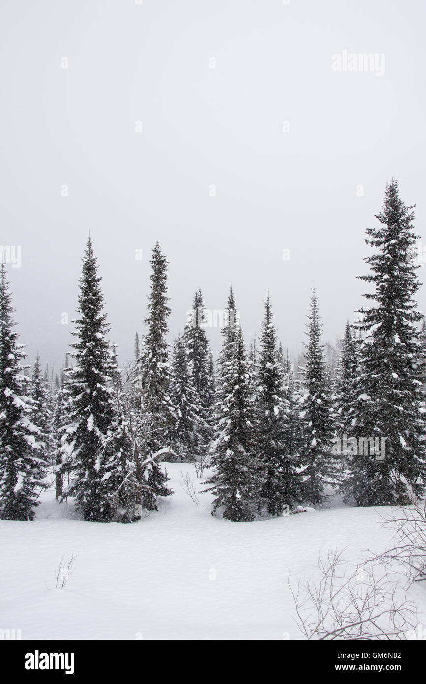 snow covered pine tree forest in nature during storm Stock Photo - Alamy